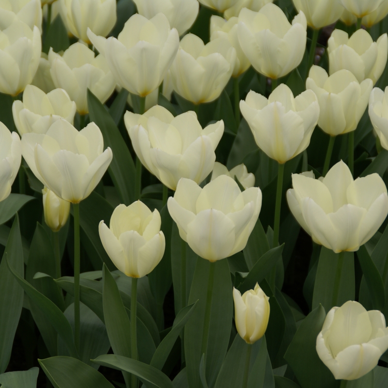 Tulipa 'Purissima'