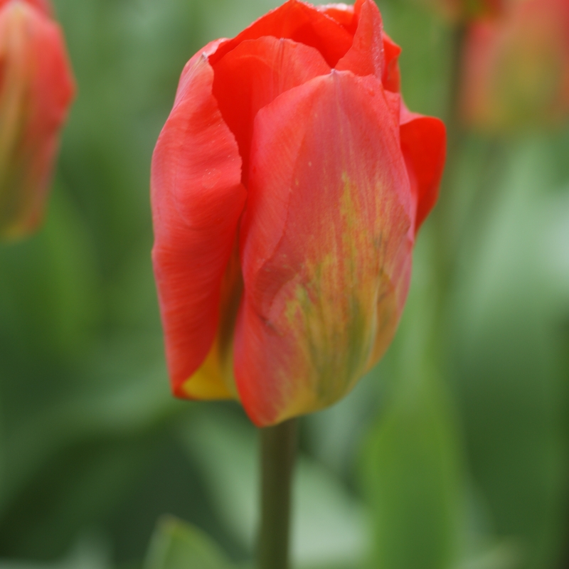 Tulipa 'Red Alert'