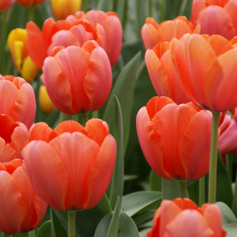 Tulips, Darwin-hybrid