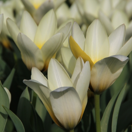 Tulipa 'Concerto'