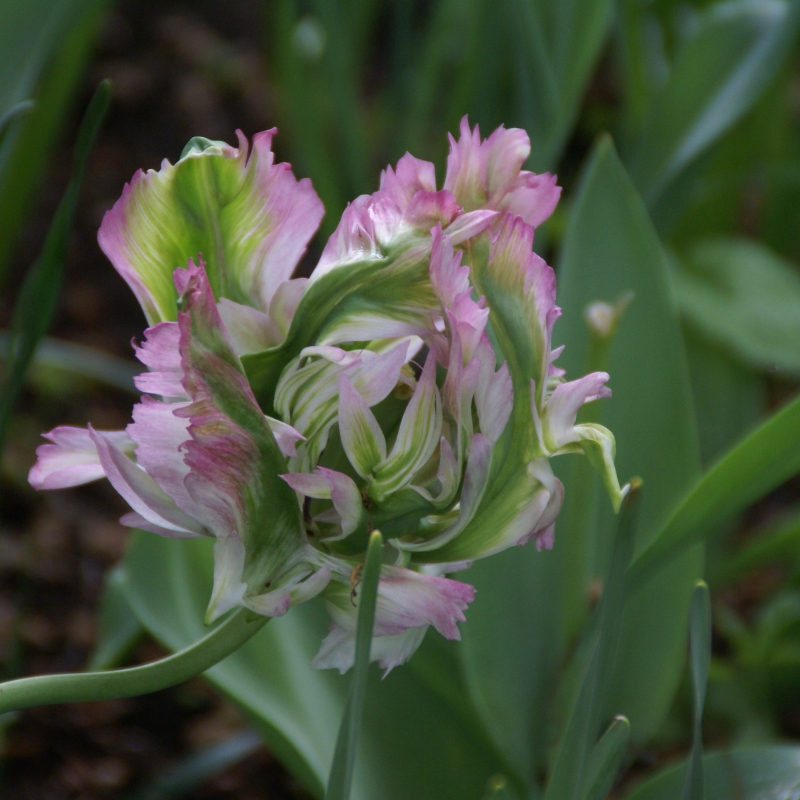 Tulipa 'Green Wave'