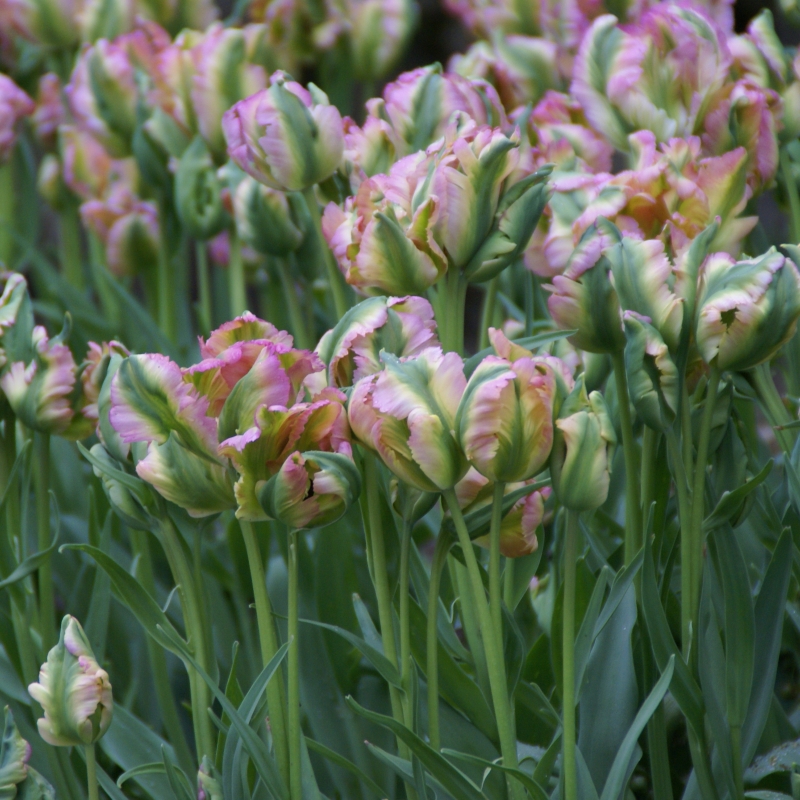 Tulipa 'Green Wave'