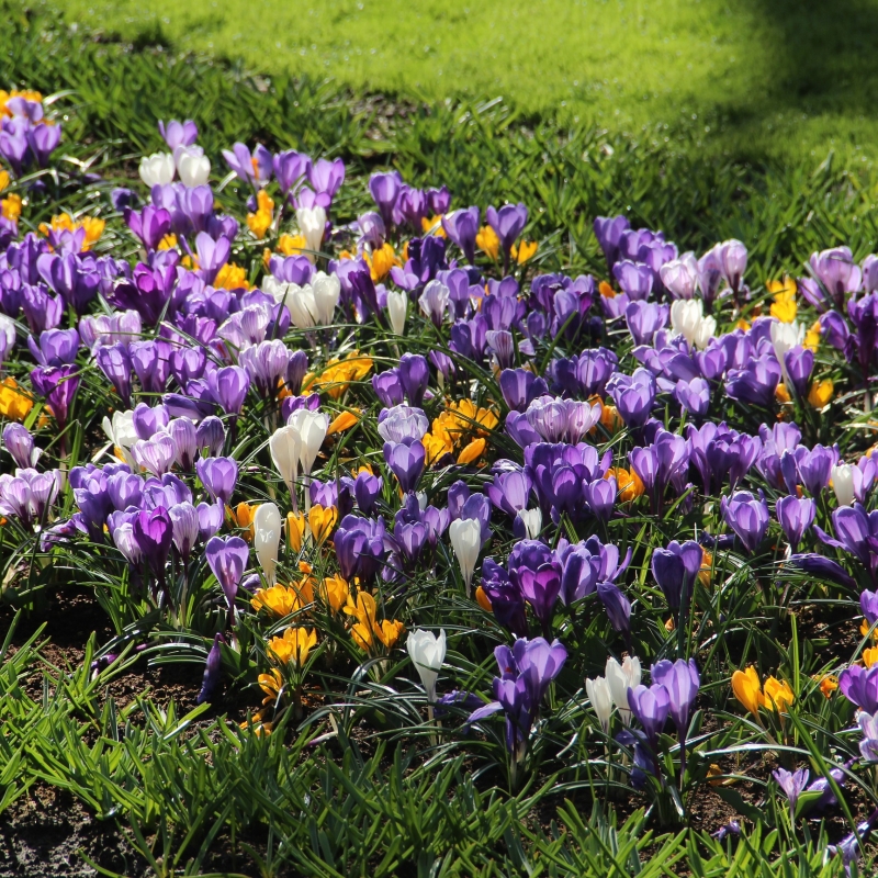 Crocus vernus mix
