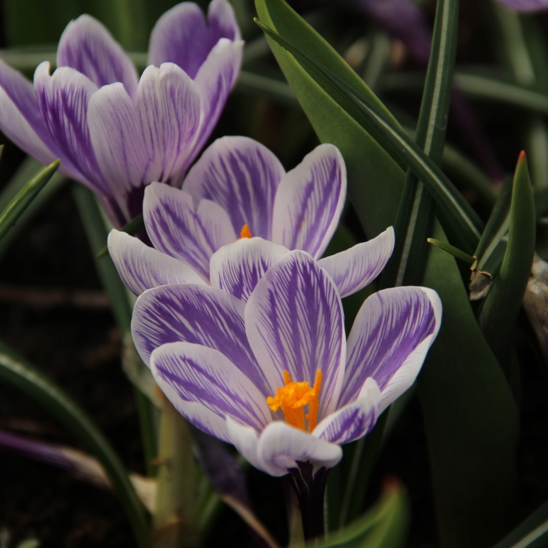 Crocus vernus 'Striped Beauty'