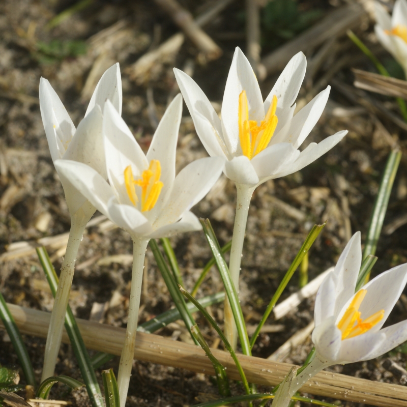 Crocus tommasinianus 'Albus'