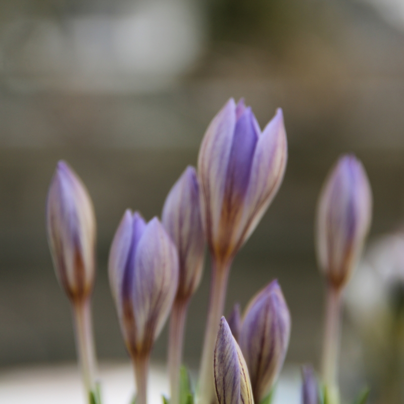 Crocus etruscus 'Zwanenburg'