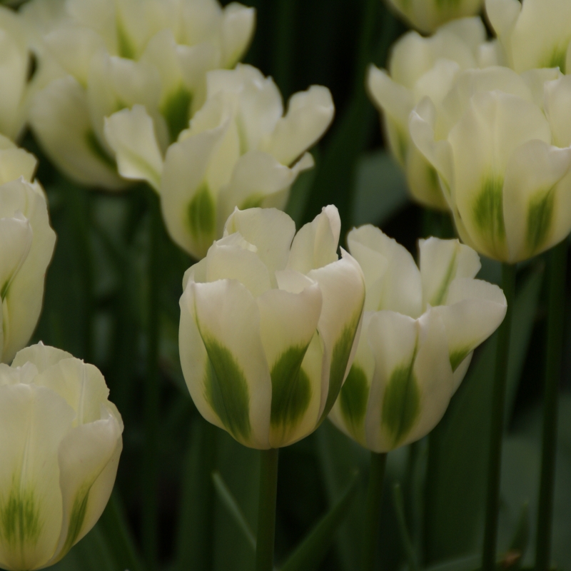 Tulipa 'Spring Green'