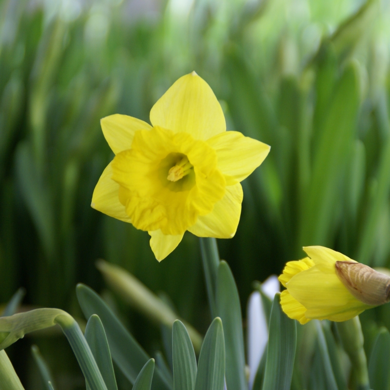 Narcissus pseud. subsp. obvallaris