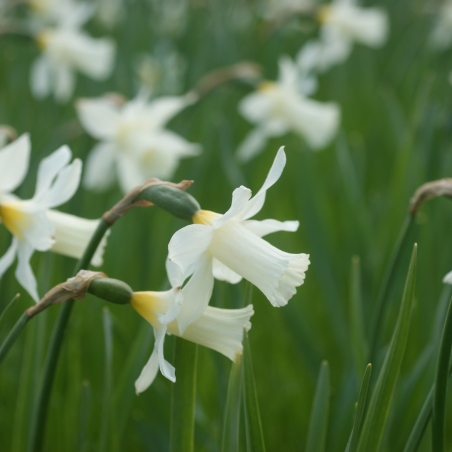 Narcissus 'Elka'