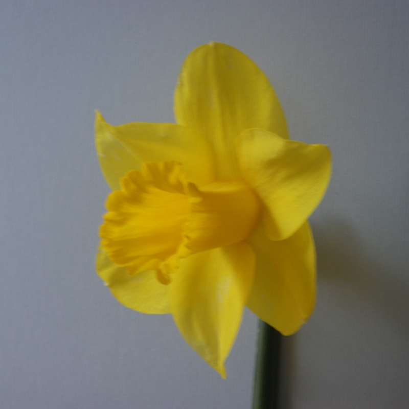 Narcissus 'Arkle'
