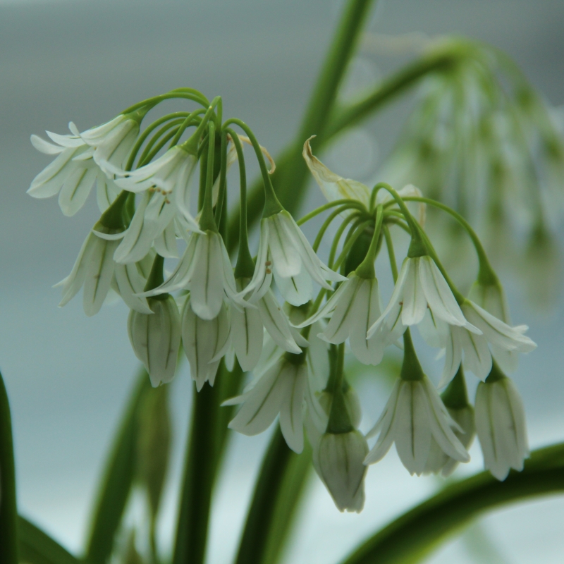 Allium triquetrum