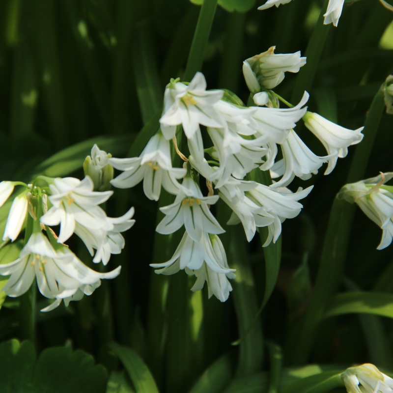 Allium triquetrum