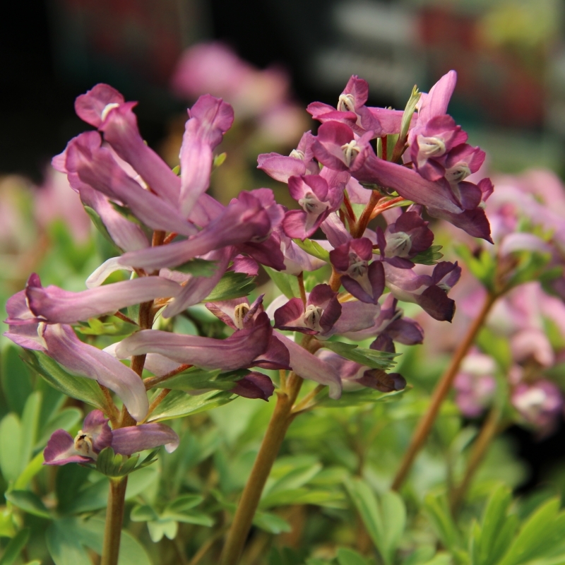 Corydalis