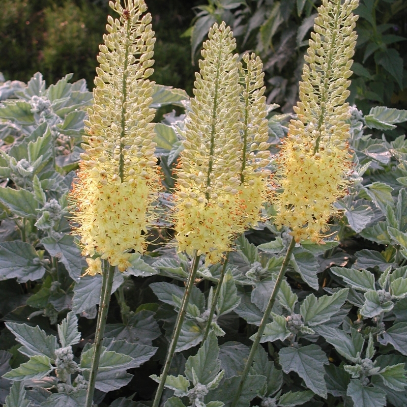 Eremurus