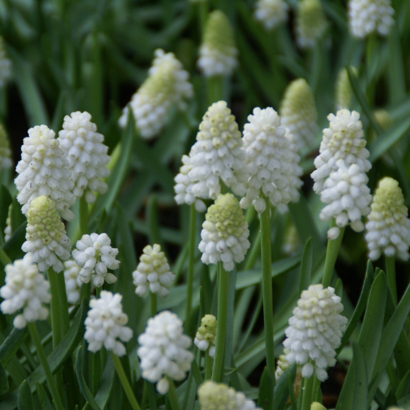 Muscari aucheri 'White Magic'®