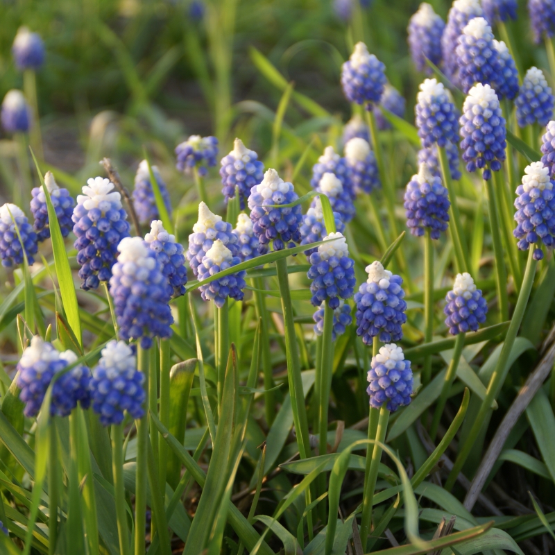 Muscari aucheri 'Ocean Magic'®
