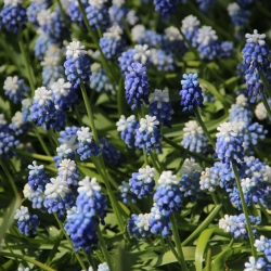 Muscari aucheri 'Ocean Magic'®