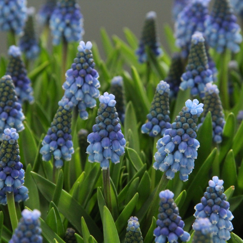 Muscari aucheri 'Blue Magic'®