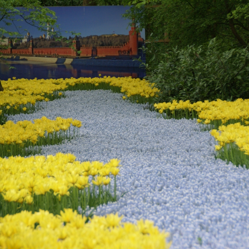 Muscari 'Peppermint'®