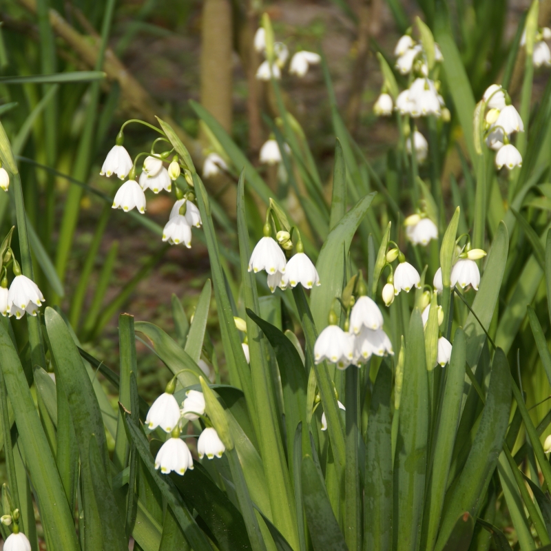 Leucojum aestivum