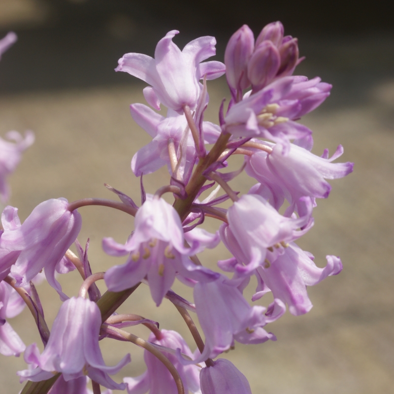 Hyacinthoides