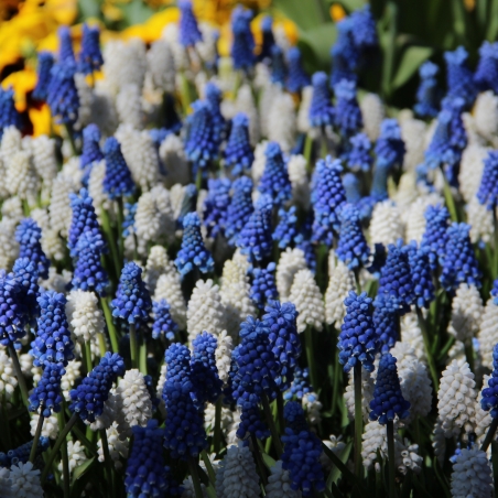 Muscari 'Magic Mix'
