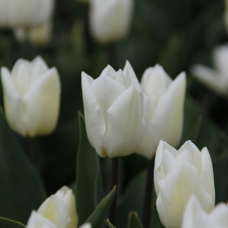 Tulipa 'White Prince'