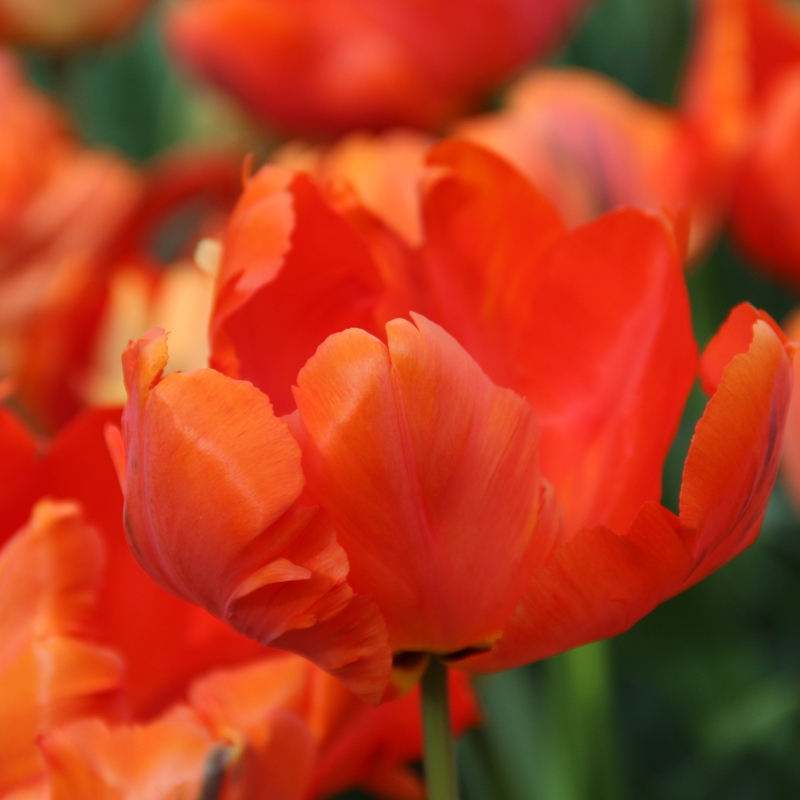 Tulipa 'Flower Power'