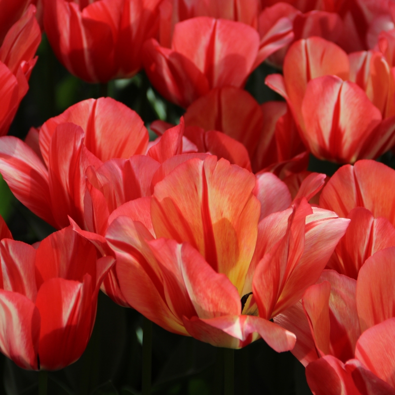 Tulipa 'Spryng Break'