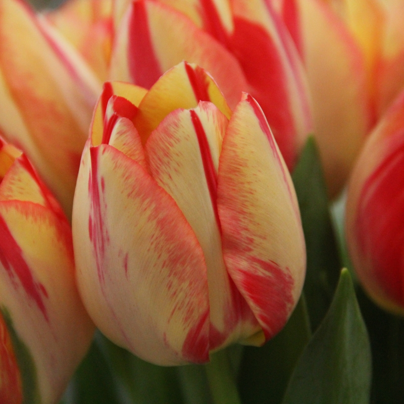 Tulipa 'Spryng Break'