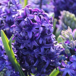 Hyacinthus 'Jan Bos'