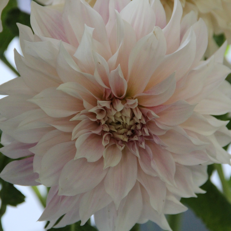 Dahlia 'Café au Lait'