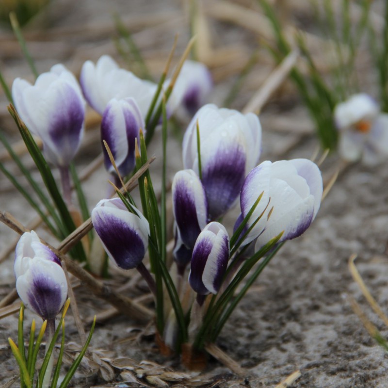 Crocus chrysanthus 'Blue Bird'