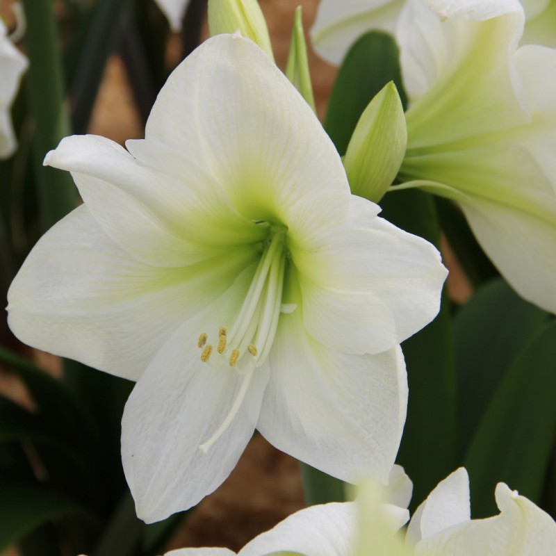 Hippeastrum