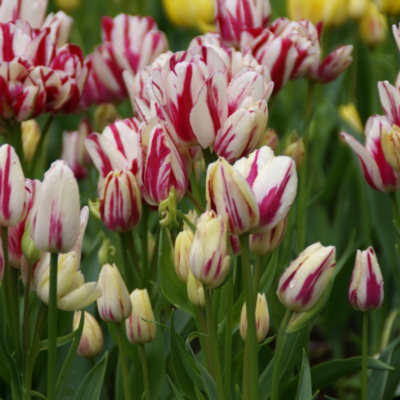 Tulipa 'Flaming Club'
