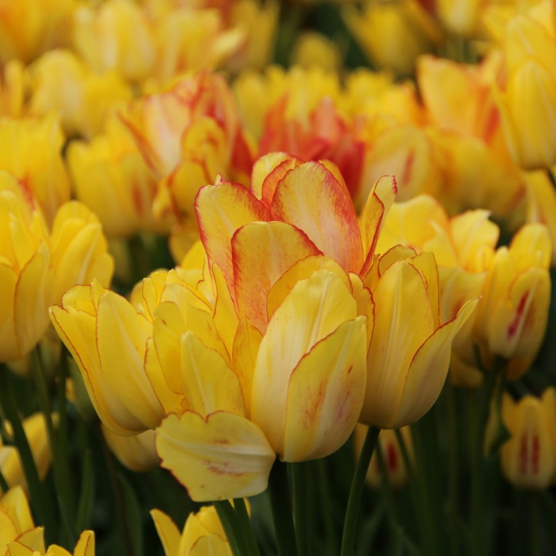 Tulipa 'Sunshine Club'