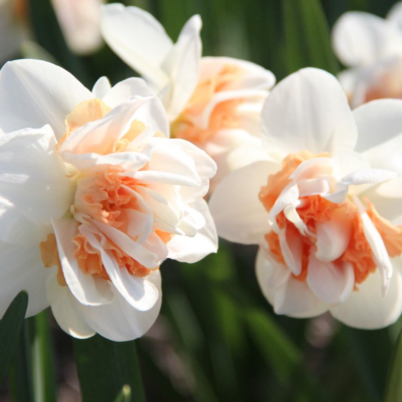Narcissus 'Pink Paradise'