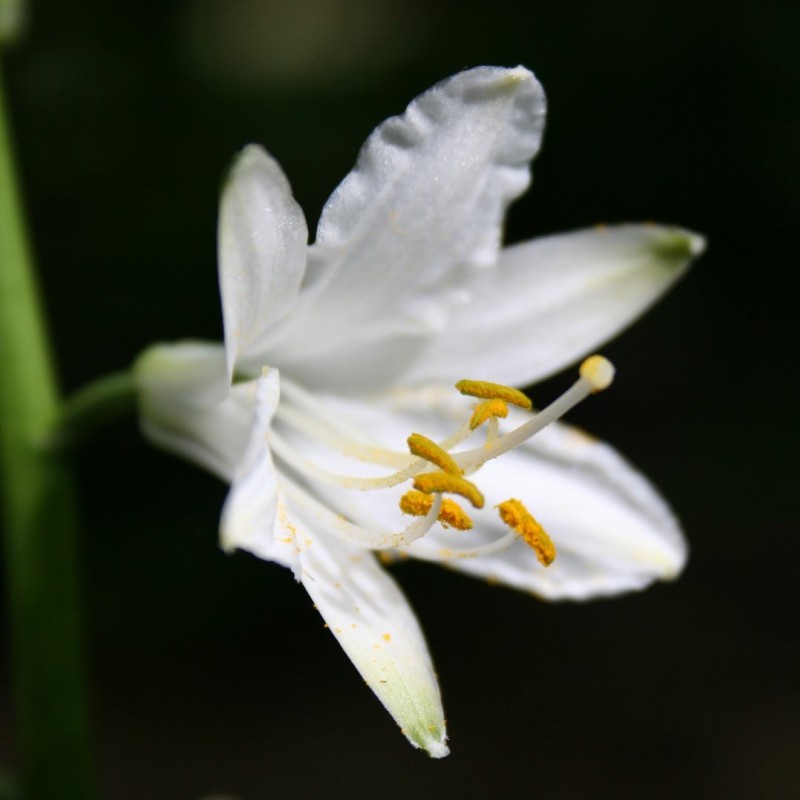 Paradisia lusitanica