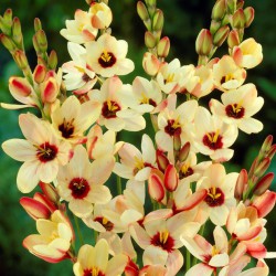 Summer flowering (8)