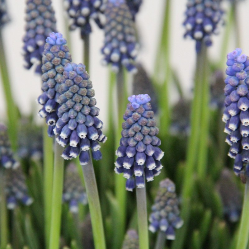 Muscari 'Night Eyes'