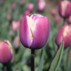 Tulipa humilis 'Persian Pearl'