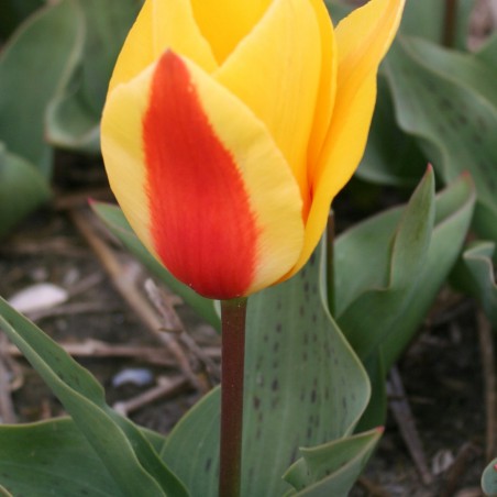 Tulipa 'First Love'