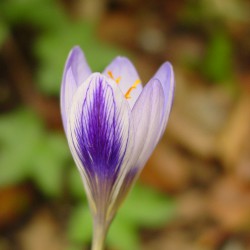 Crocus cartwrightianus 'Albus'