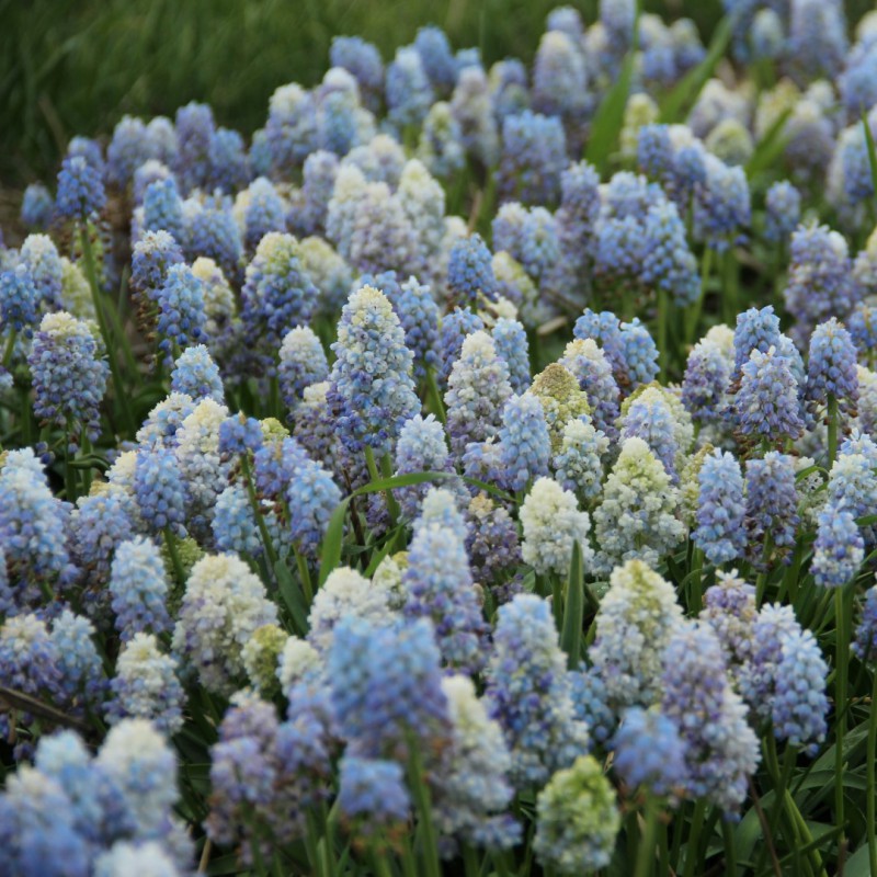 Muscari 'Nature's Beauty'