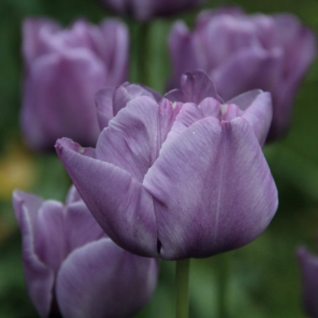 Tulipa 'Bleu Aimable'