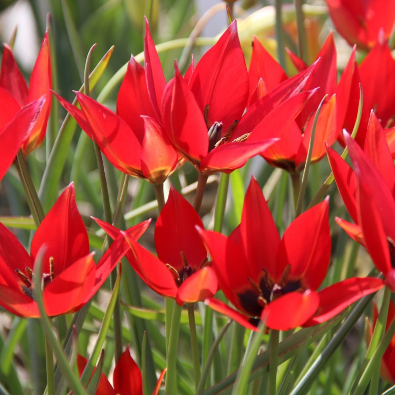 Tulipa 'Lizzy'