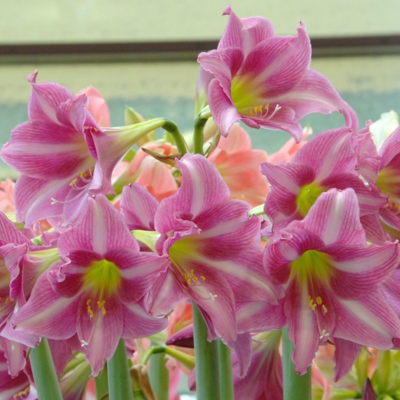 Hippeastrum 'Estella'