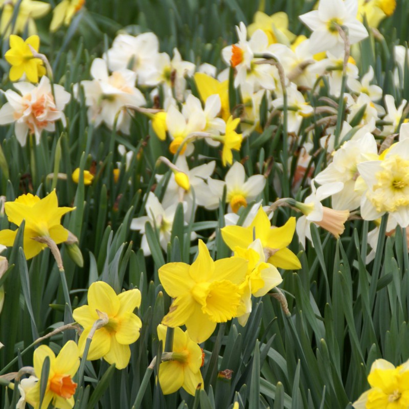 Narcissus, miscellaneous daffodils