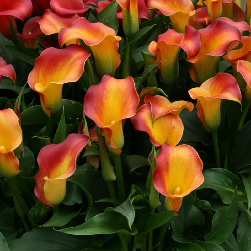 Zantedeschia 'Lido'