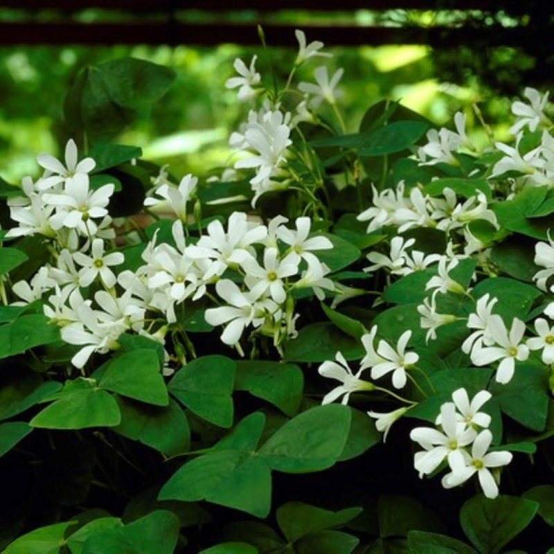 Oxalis triangularis ssp. papilionacea